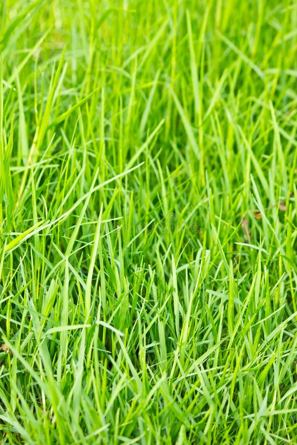 Grass stock image. Image of abstract, plant, close, lawn - 31881881