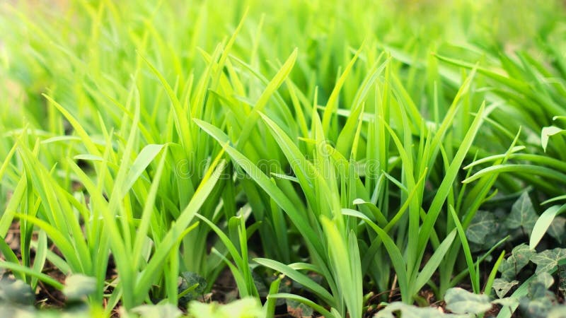 Fresh Green Spring Grass Closeup. Abstract Nature Background Stock ...