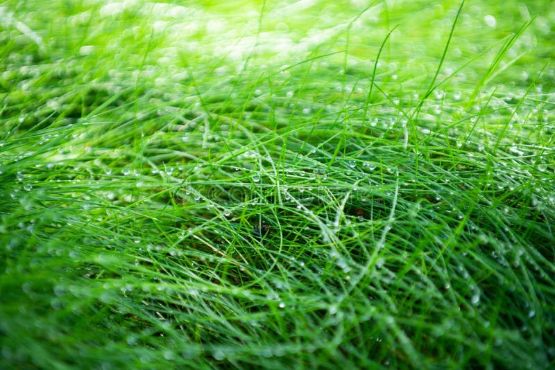 Grass. Fresh Green Spring Grass with Dew Drops. Soft Focus. Abstract ...