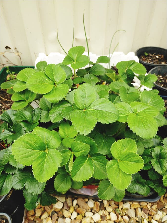 Grass fresh mint stock photo. Image of wildflower, plant - 261305548