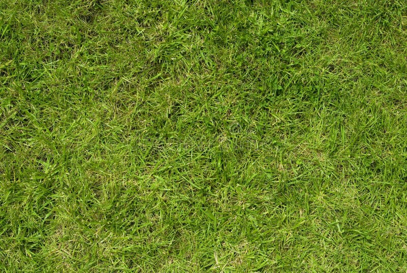 210,736 Grass Fresh Texture Stock Photos - Free & Royalty-Free Stock ...