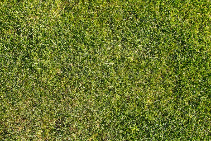 Grass stock image. Image of grain, grassland, flora, botany - 92313487