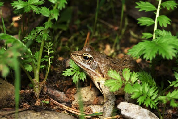 Grass frog stock photo. Image of outdoors, ground, wildlife - 10987484