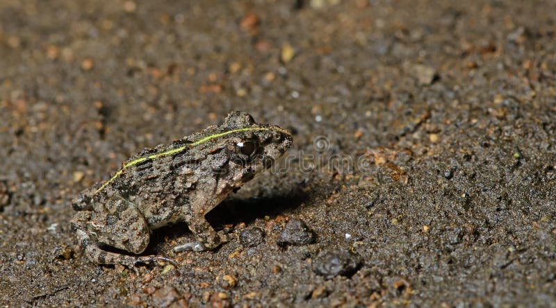 Grass Frog, Beautiful Frog, Frog on Sand Stock Image - Image of forest ...