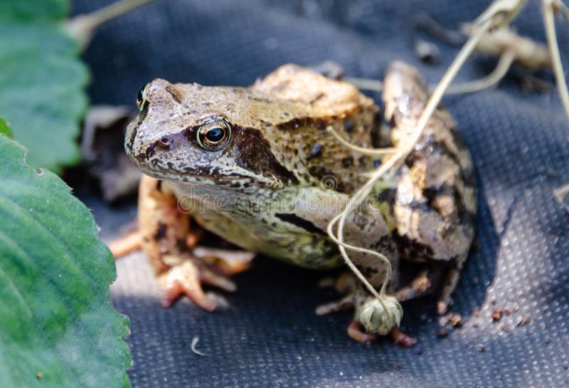 Grass Frog Ground Toad Close-up Stock Image - Image of toad, frog ...