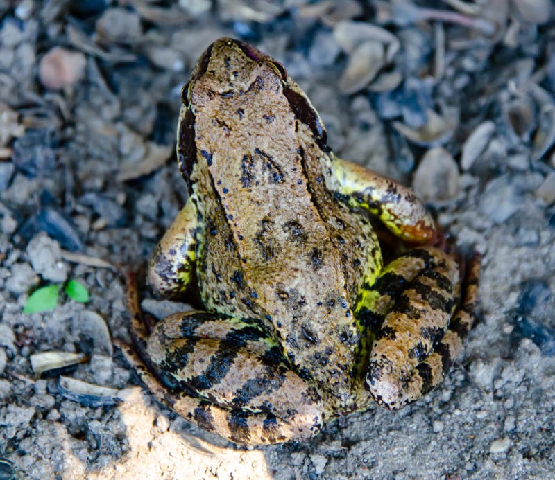 Grass Frog Ground Toad Close-up Stock Photo - Image of grass, slime ...
