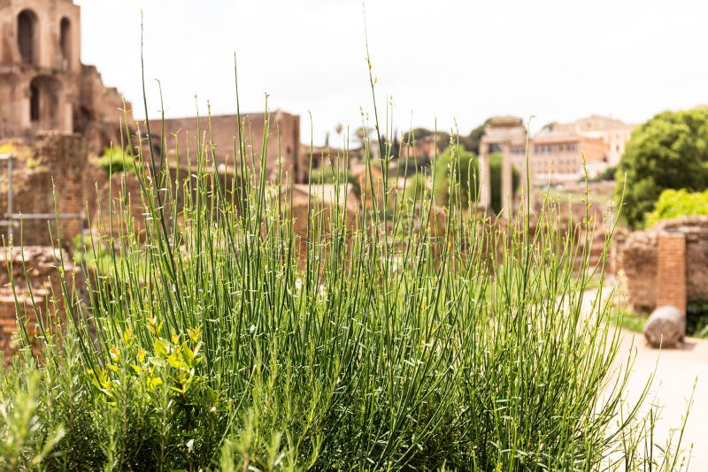 Grass in Front of Buildings in Sunny Day in Rome, Italy Stock Photo ...