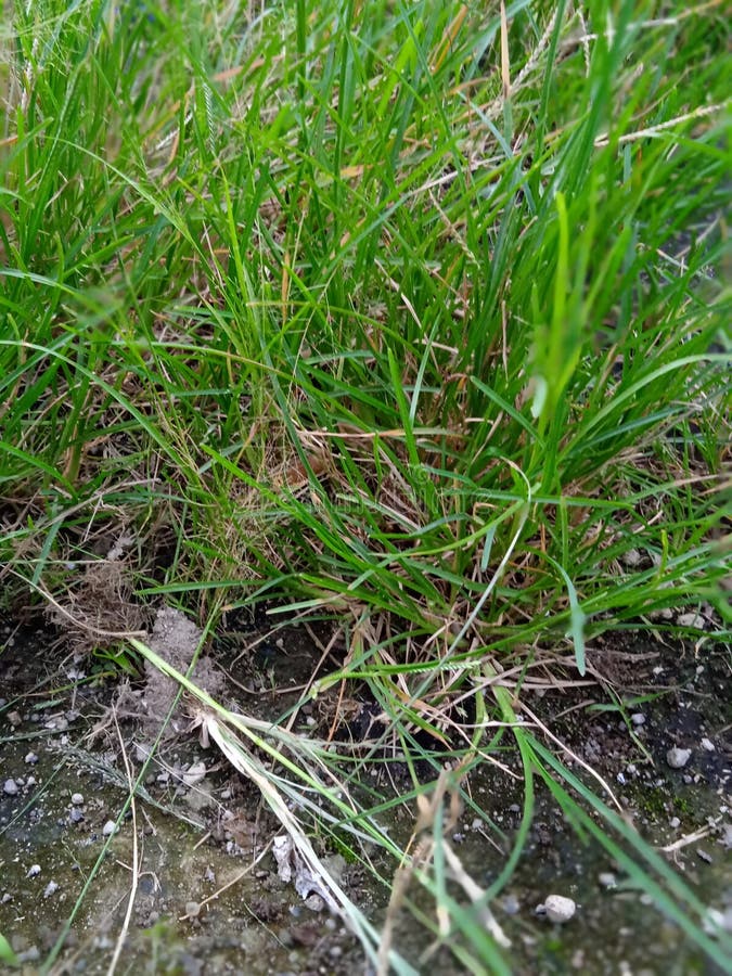 The Grass in Front of the House is Swept by the Wind Stock Image ...