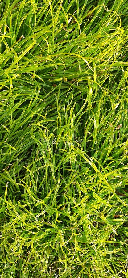 Grass the front of my tank stock photo. Image of meadow - 182506490