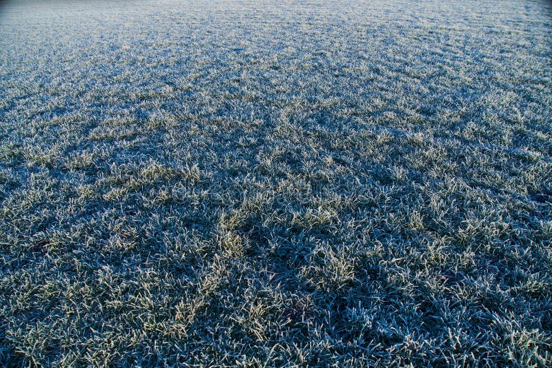 Grass with Frost in Morning Light Stock Image - Image of leaf, cold ...
