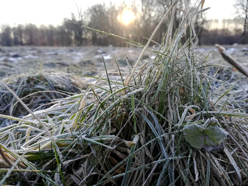 Grass on a frosty morning stock image. Image of green - 171331243