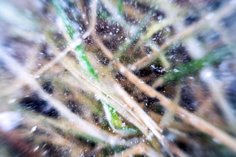 Grass frozen into ice stock photo. Image of meadow, autumn - 297462480