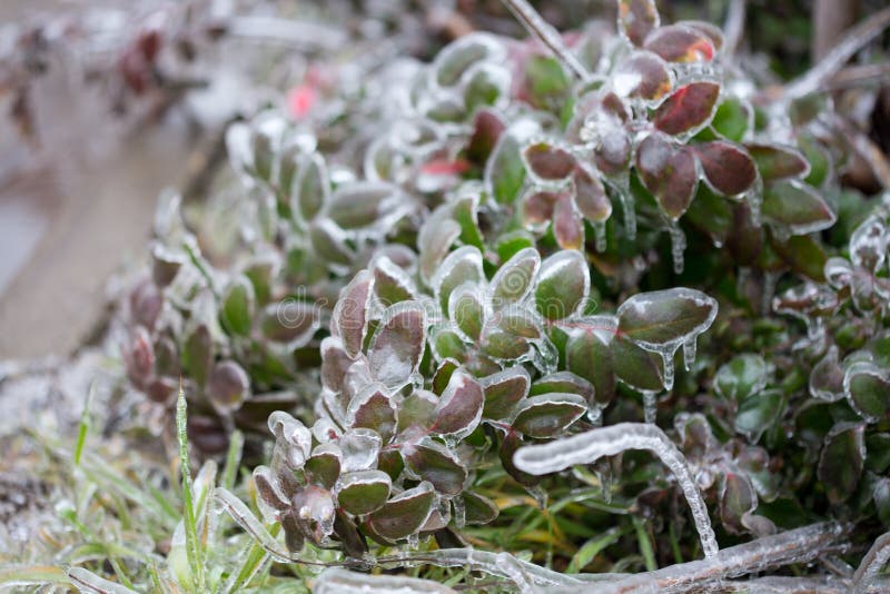 Grass frozen ice stock image. Image of branch, blue, cold - 37018209