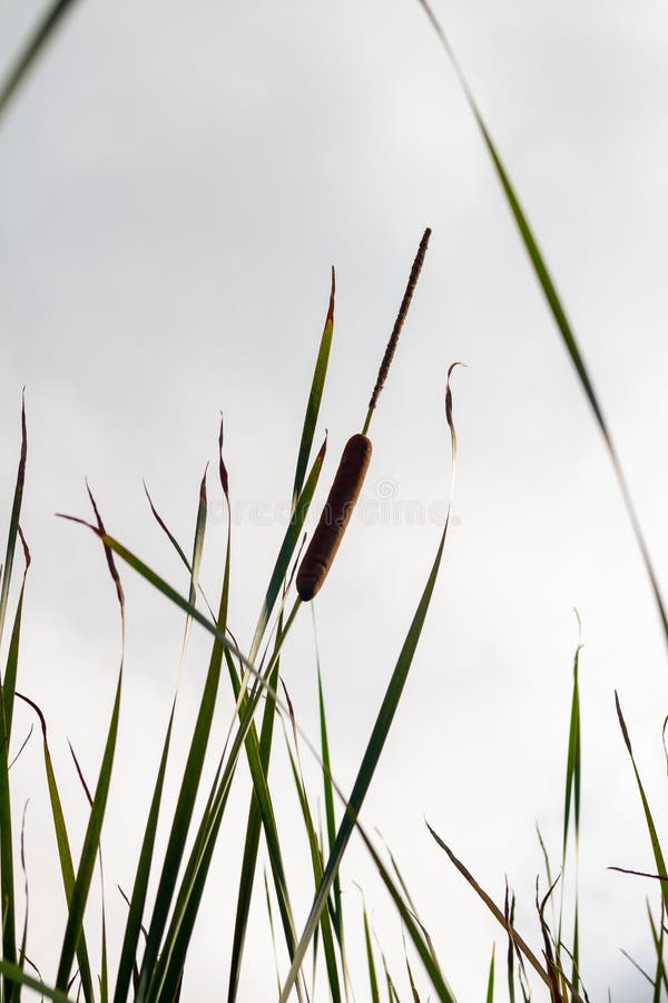 Donie Ramdani (Doneyimages) - Photographer profile