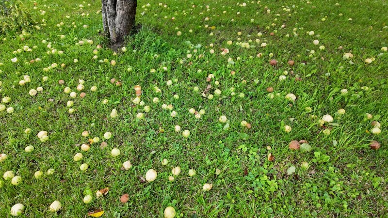 Apple tree in Lithuania stock video. Video of high, fallen - 376526913