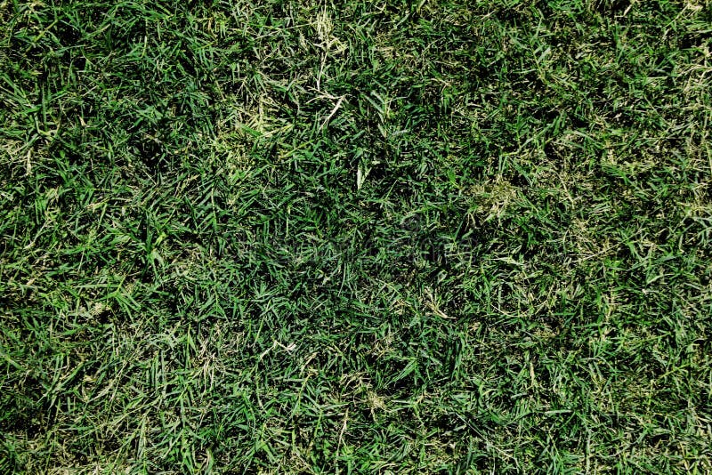Grass Full of Frame Good for Textures and Backgrounds Stock Image ...