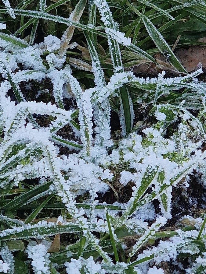 Grass full of ice stock photo. Image of twig, shrub - 267521840