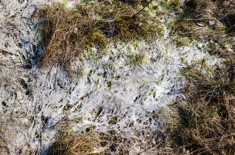 The Grass is Full of White Cobwebs Stock Photo - Image of closeup ...