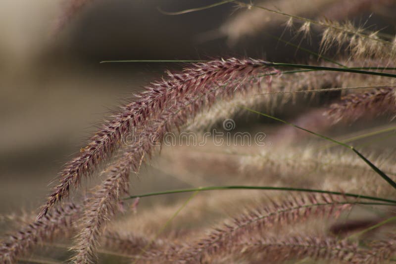 Grass fun with the Wind stock image. Image of nature - 134176589
