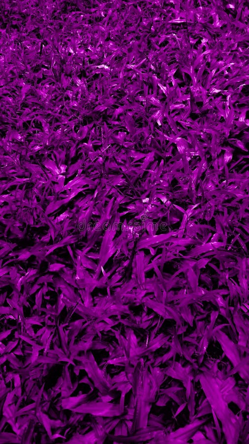 Grass in the Garden with Color Editing Stock Image - Image of forest ...