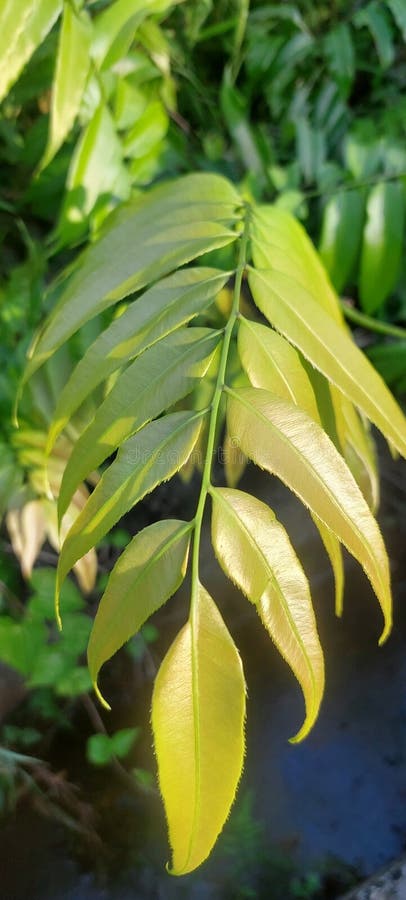 Grass in the Garden ,pakis in Indonesia Stock Image - Image of pakis ...