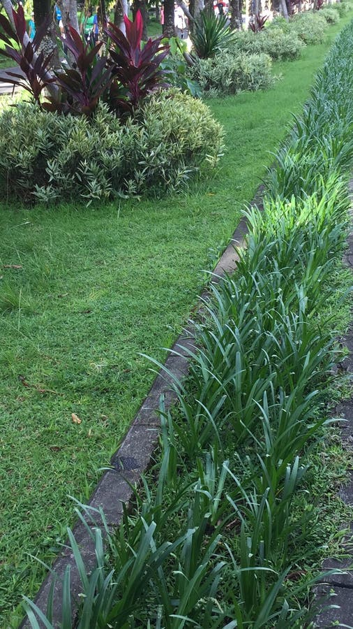 Grass stock image. Image of view, jogging, track, grass - 265833045