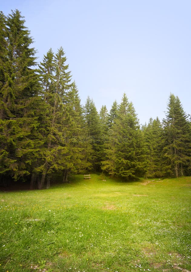 Grass Glade in Spruce Forest. Stock Image - Image of scotch, branch ...