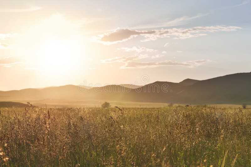 The Grass of Gold Color is Lit with the Sun Stock Image - Image of ...