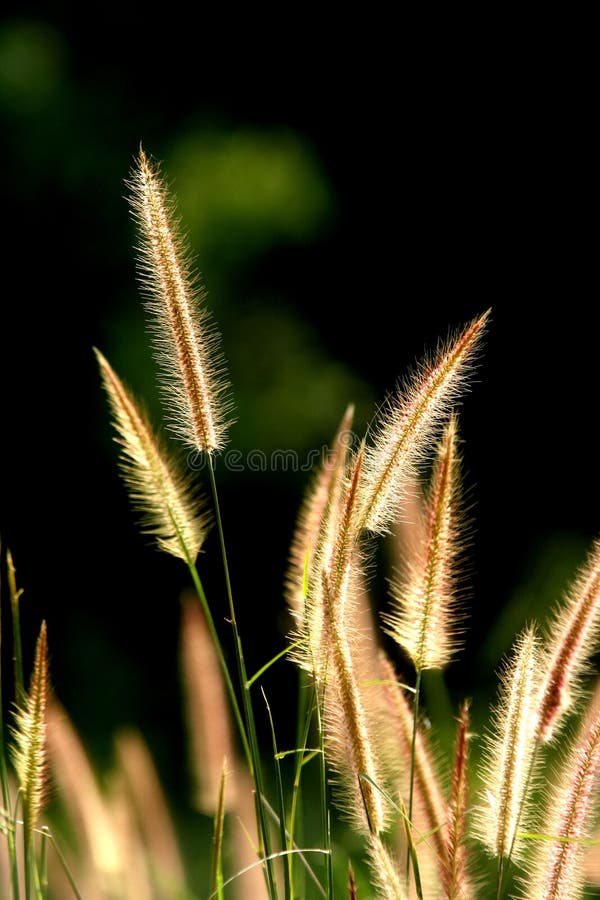 Grass gold Flower stock photo. Image of season, botany - 23374148