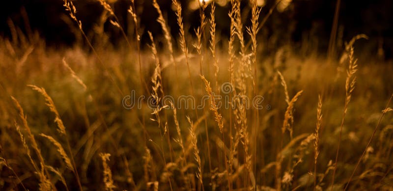 Grass, Golden hour stock image. Image of farmer, hour - 96615875