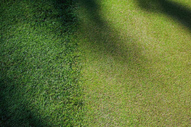 Grass on the Golf Course is Green, Shadows on the Surface of the Course ...