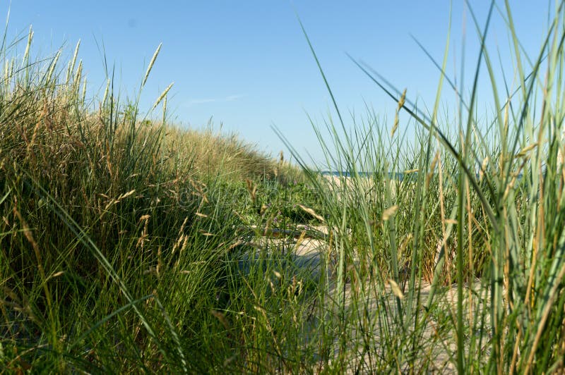 This is grass stock image. Image of beach, poland, blade - 264993405