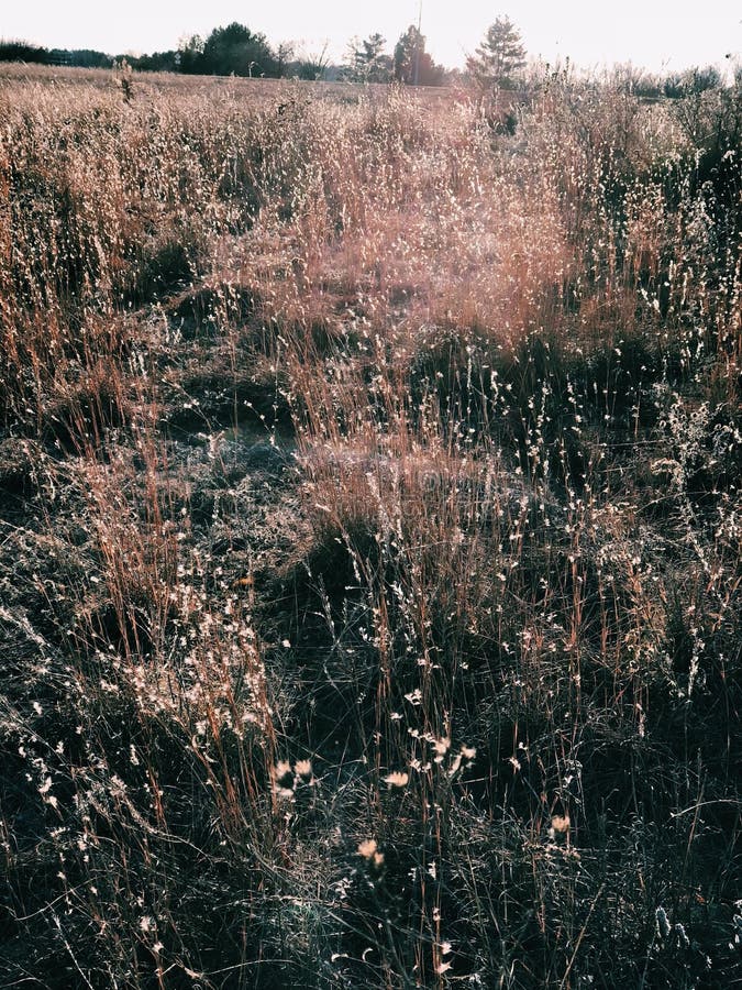 Grass stock image. Image of fall, grass, sunny, arboretum - 108753593