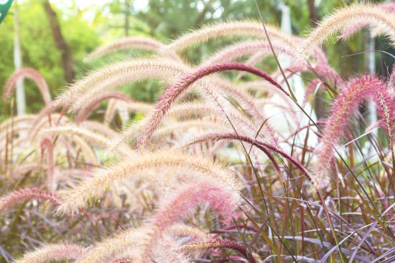 Grass/grass Flower Background Stock Image - Image of macro, give: 74814397