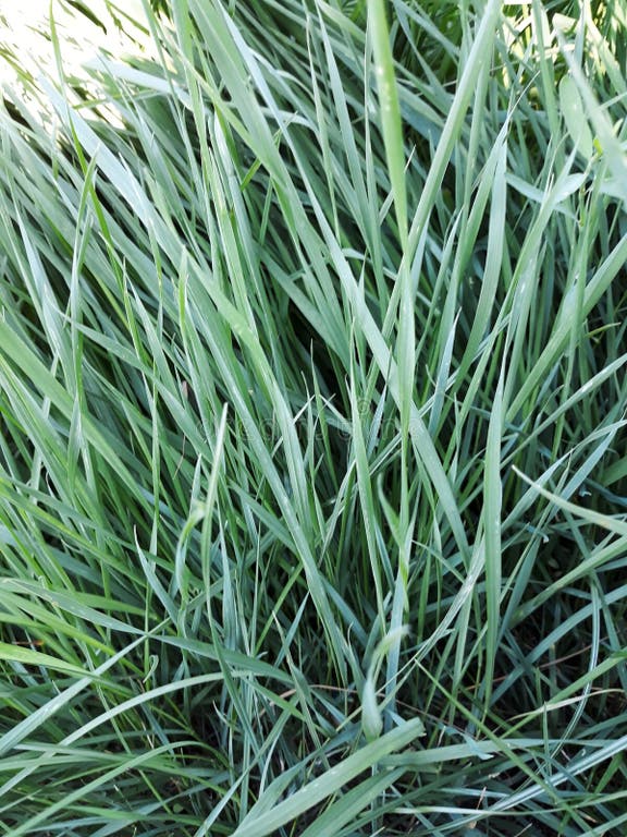 Grass stock image. Image of green, cyprus, grass, forest - 123332391