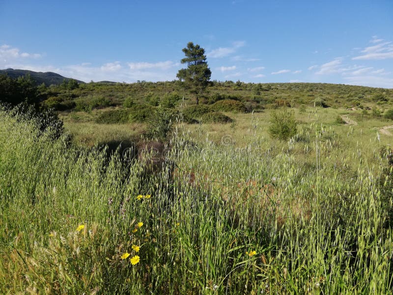 Grass Green Alive Beautiful Sky Blue Stock Photo - Image of wetland ...