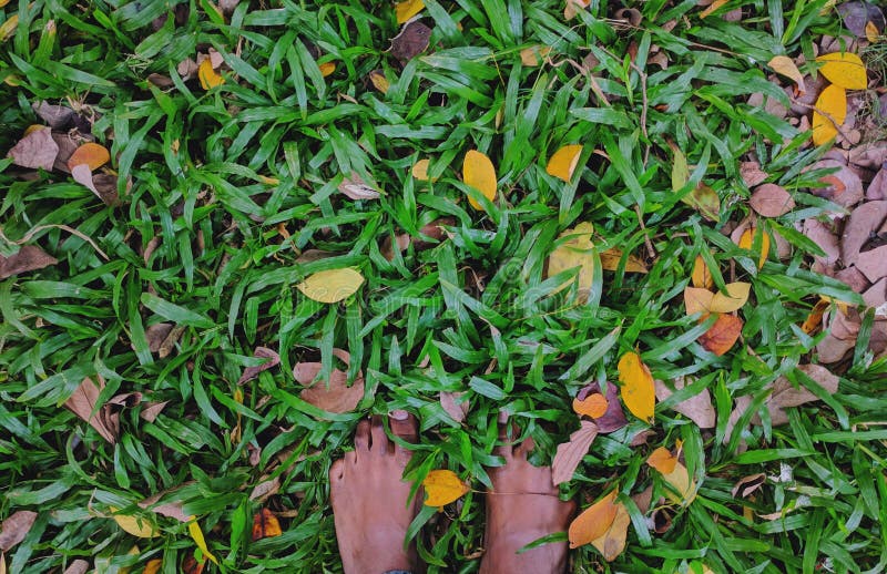 Grass stock image. Image of grass, beauty, nature, leafs - 106703843