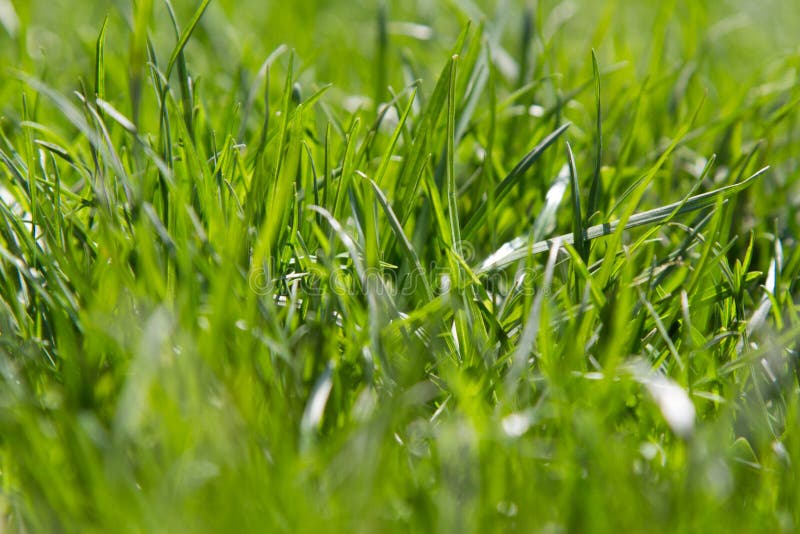 Grass stock photo. Image of lawn, horizontal, meadow - 40009770