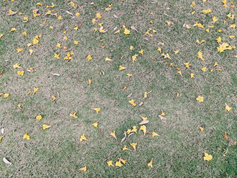 Grass Green Leaf Outdoor Travel Experience Stock Photo - Image of leaf ...