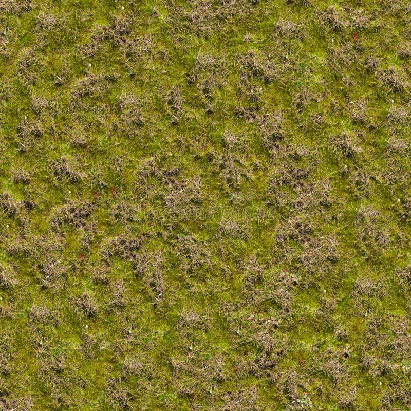 Grass with Moss. Seamless Texture. Stock Photo - Image of lawn, moss ...