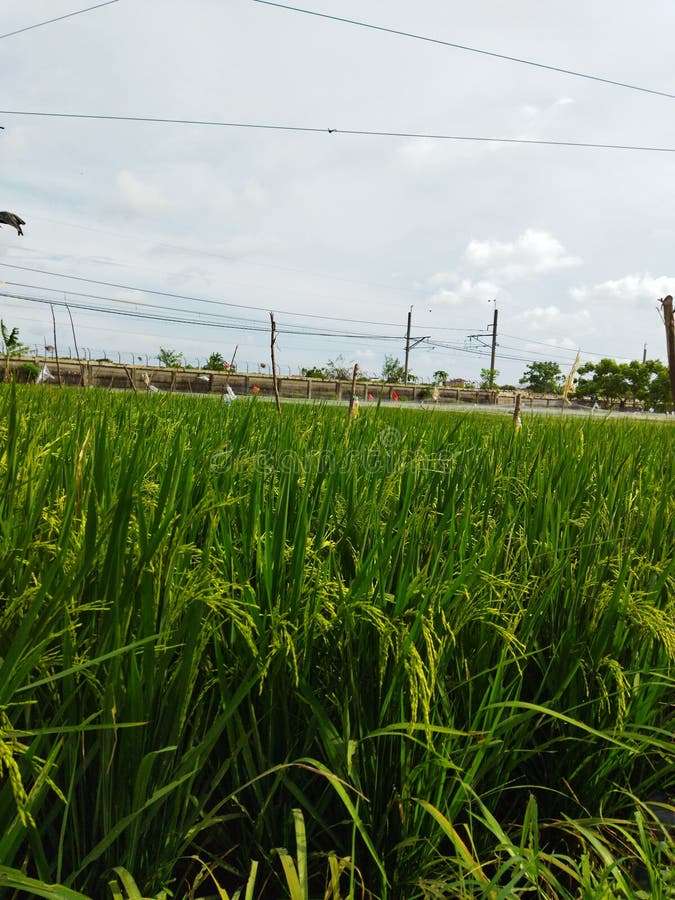 Grass Green Sky Plant Fresh View Outdor Stock Photo - Image of ...