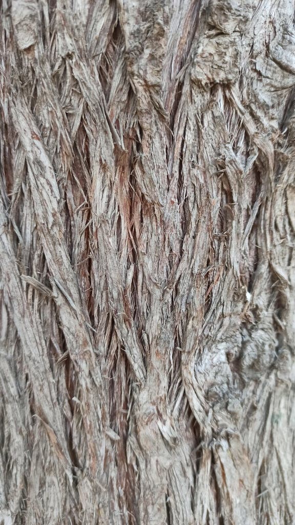 Tree bark texture stock photo. Image of leaf, fallen - 168351306