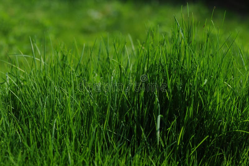 Grass is Greener stock image. Image of outside, colors - 23154169