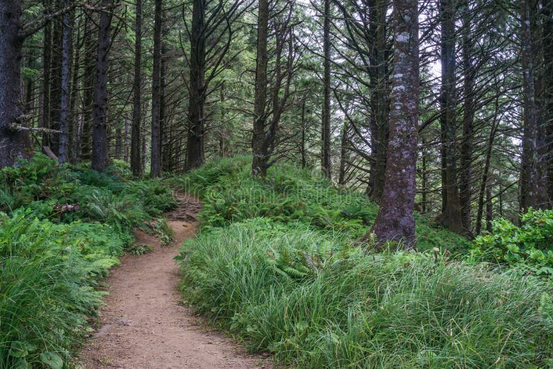Grass Greenery Along Hiking Path Stock Image - Image of park ...