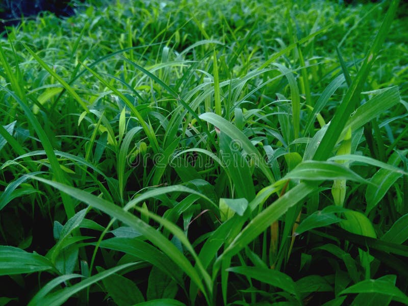 Grass stock image. Image of greenery, beauty, natures - 100544317