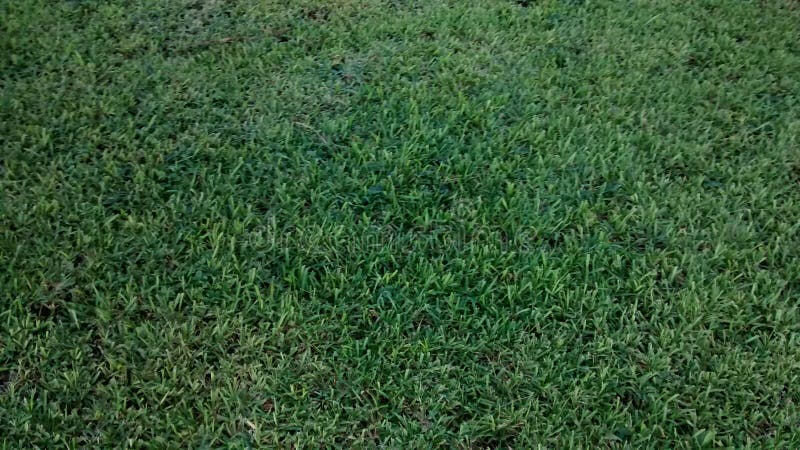 Grass groomed stock photo. Image of side, trees, view - 58356218