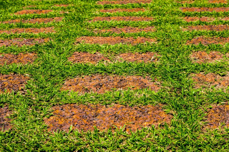 Grass on the ground. stock photo. Image of dirt, spring - 38404222
