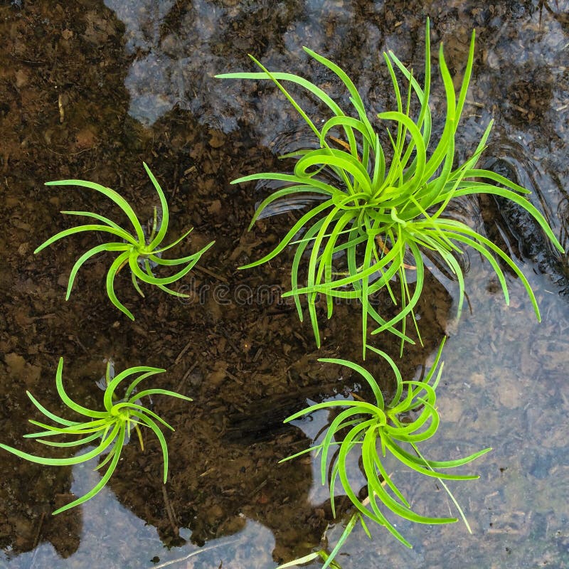 Grass stock image. Image of ground, shadow, mountain - 43630125