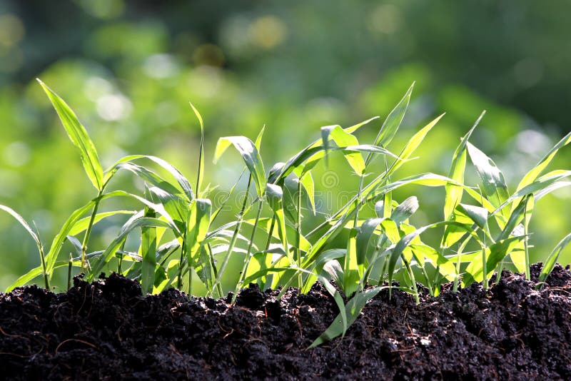 Grass on ground. stock photo. Image of life, botanical - 36676334
