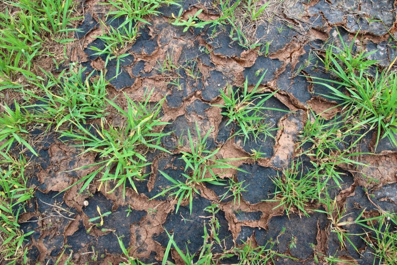 Grass on the ground broken stock photo. Image of broken - 35272680